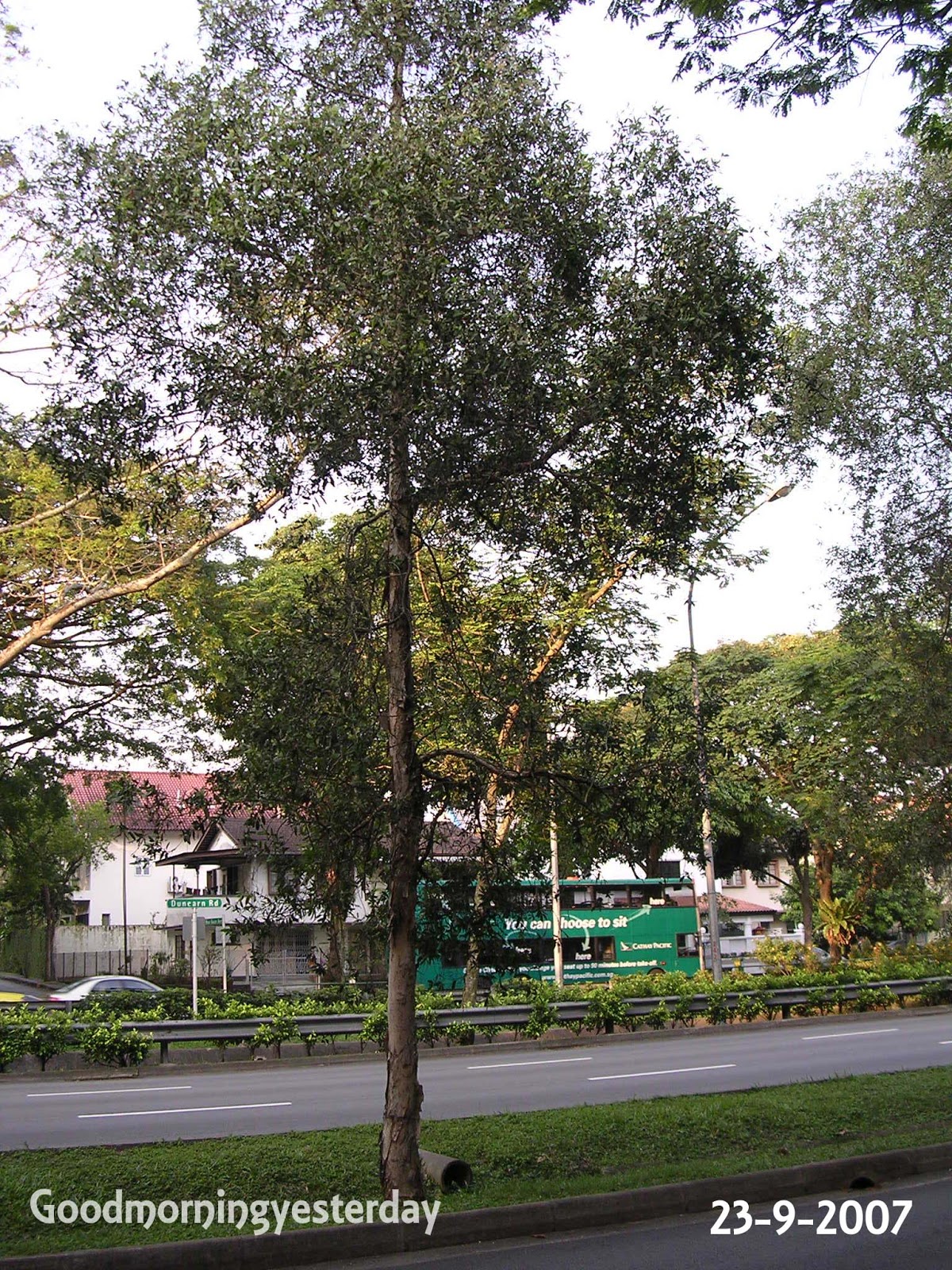 Good Morning Yesterday: Here one day, Gone the next - Glam trees @ Bt ...